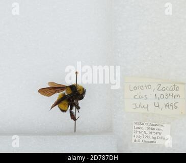 Loreto, Zacatecas, Mexico, Bombus (Fervidobombus) sonorus Say, Animalia ...
