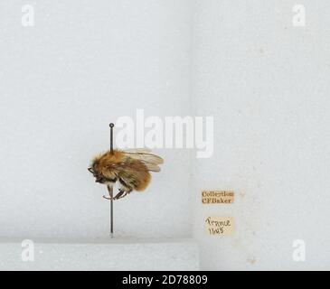 France, Bombus (Thoracobombus) pascuorum (Scopoli), Animalia ...