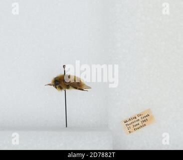 Thornton Creek, King, Washington, United States, Bombus (Pyrobombus ...