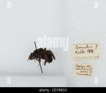 Colombia, Bombus (Fervidobombus) morio (Swederus), Animalia, Arthropoda ...