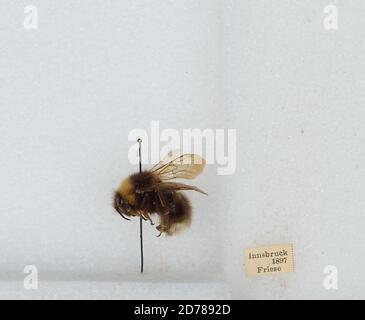Innsbruck, Tyrol, Austria, Bombus (Psithyrus) rupestris (Fabricius ...
