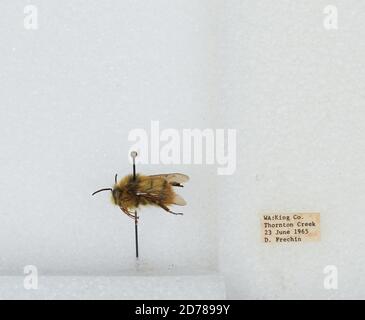 Thornton Creek, King, Washington, United States, Bombus (Pyrobombus ...