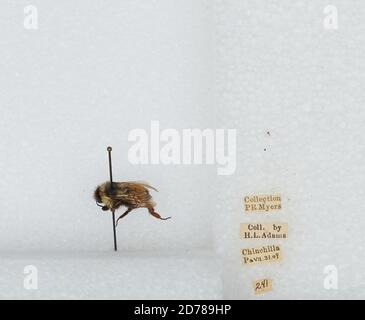 Chinchilla, Lackawanna, United States, Pennsylvania, N 41 28' 30'', W ...