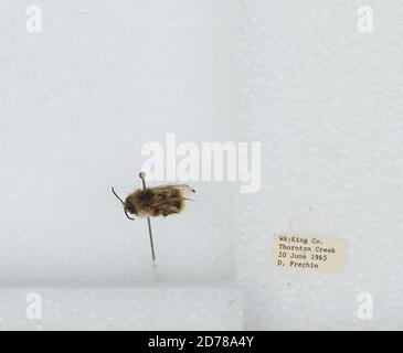 Thornton Creek, King, Washington, United States, Bombus (Pyrobombus ...