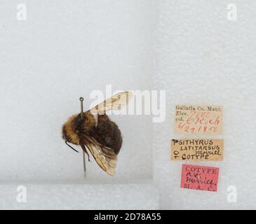 Gallatin, Montana, United States, Bombus (Psithyrus) insularis (Smith ...