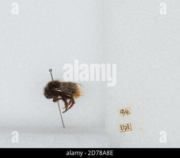 Bombus (Psithyrus) rupestris (Fabricius), Animalia, Arthropoda, Insecta ...