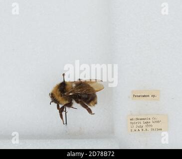 Spirit Lake, Skamania, Washington, United States, Bombus (Psithyrus ...
