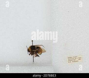 Middle River, Victoria, Nova Scotia, Canada, Bombus (Bombus) terricola ...