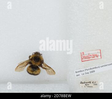 Chatsworth, Burlington, New Jersey, United States, Bombus sp., Animalia ...