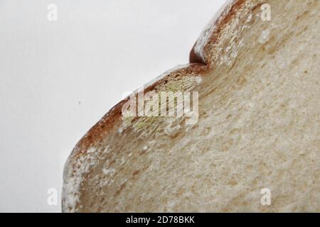 Penicillium chrysogenum mould growing on a loaf of bread. Penicillium ...