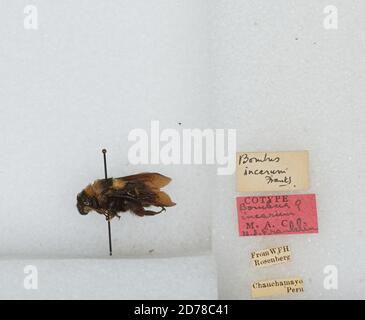 Chanchamayo, Junja, Peru, Bombus (Fervidobombus) transversalis (Olivier ...