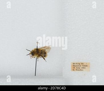 Thornton Creek, King, Washington, United States, Bombus (Pyrobombus ...