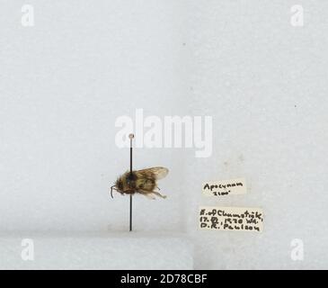 East of Chumstick, Chelan, Washington, United States, Bombus ...