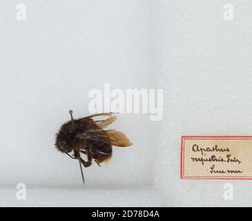 Bombus (Psithyrus) rupestris (Fabricius), Animalia, Arthropoda, Insecta ...