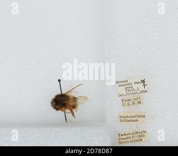 Yachow to Mupin, Sichuan, China, Bombus (Diversobombus) trifasciatus ...