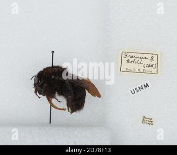Ecuador, Bombus (Fervidobombus) morio (Swederus), Animalia, Arthropoda ...