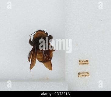 Willis, Montgomery, Texas, United States, Bombus (Fervidobombus ...
