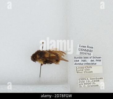 Wenchuan, Sichuan, China, Bombus (Diversobombus) trifasciatus Smith ...