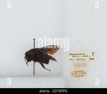 Venezuela, Bombus (Fervidobombus) morio (Swederus), Animalia ...