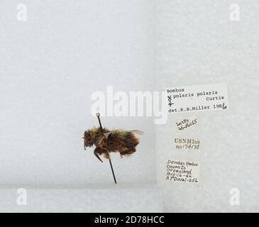 Greenland, Bombus (Alpinobombus) polaris Curtis, 1835, Animalia ...
