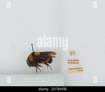 Chauchamayo, Junín, Peru, Bombus (Fervidobombus) transversalis (Olivier ...
