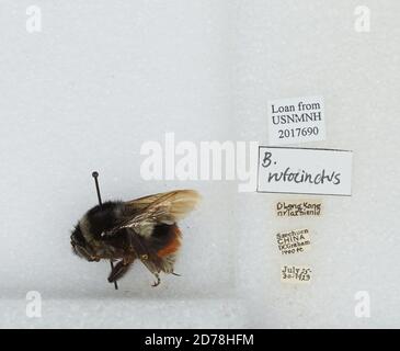 ULong Kong near Tatsienlu, Sichuan, China, Bombus (Melanobombus ...