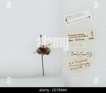 Nunivak Island, Bethel, Alaska, United States, Bombus (Pyrobombus ...