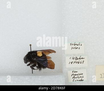Ecuador, Bombus (Fervidobombus) morio (Swederus), Animalia, Arthropoda ...