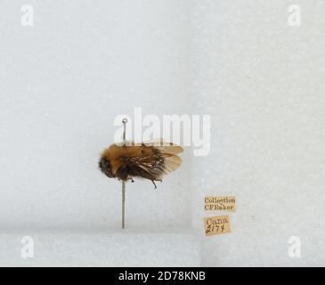 Canada, Bombus sp., Animalia, Arthropoda, Insecta, Hymenoptera, Apidae ...