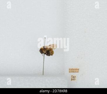 Canada, Bombus sp., Animalia, Arthropoda, Insecta, Hymenoptera, Apidae ...