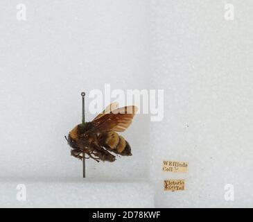 Victoria, Texas, United States, Bombus (Psithyrus) variabilis (Cresson ...