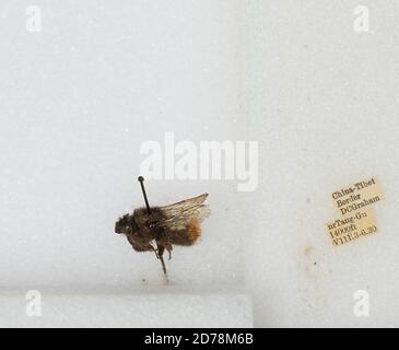 near Tang-Gu, China-Tibet border, China, Bombus sp., Animalia ...