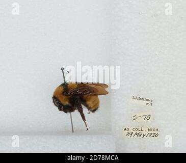 Michigan State University, Ingham, Michigan, United States, Bombus sp ...