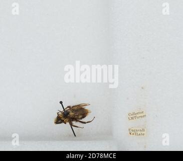 Ungava Bay, Newfoundland and Labrador, Canada, Bombus (Pyrobombus ...