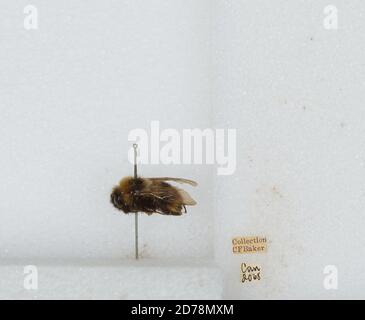 Canada, Bombus sp., Animalia, Arthropoda, Insecta, Hymenoptera, Apidae ...