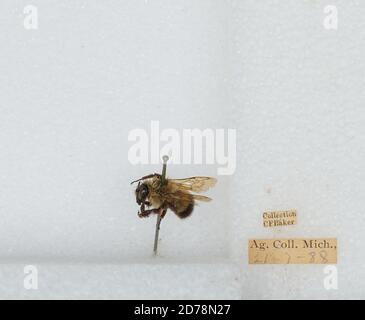 Michigan State University, Ingham, Michigan, United States, Bombus sp ...