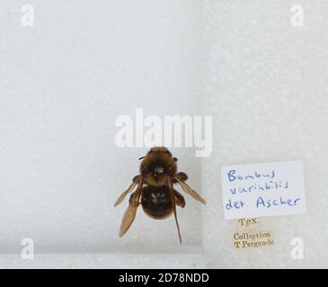 Texas, United States, Bombus (Psithyrus) variabilis (Cresson), Animalia ...