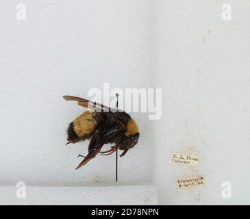 Brownsville, Cameron, Texas, United States, Bombus sp., Animalia ...