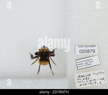 Racine, Wisconsin, United States, Bombus (Pyrobombus) bimaculatus ...