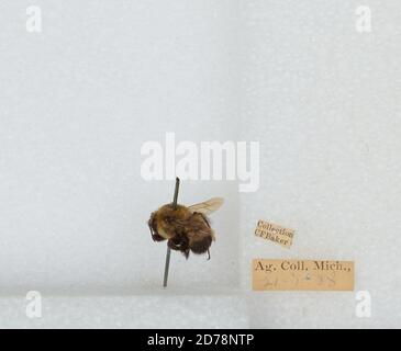 Michigan State University, Ingham, Michigan, United States, Bombus sp ...