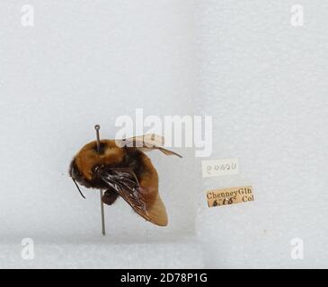 Chenney Gulch, Colorado, United States, Empria caudelli Rohwer, 1910 ...