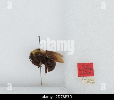 Bombus (Psithyrus) variabilis (Cresson), Animalia, Arthropoda, Insecta ...