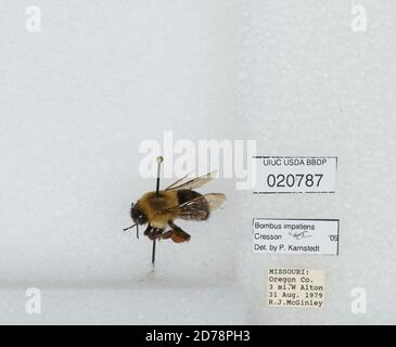 3 miles West of Alton, Oregon, Missouri, United States, Bombus sp ...