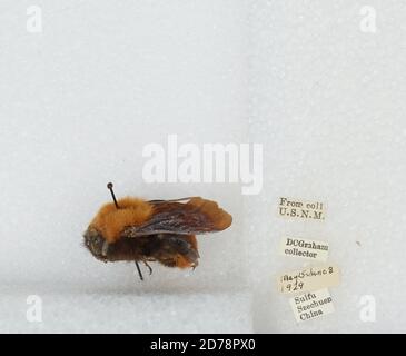 Yibin, Sichuan, China, Bombus sp., Animalia, Arthropoda, Insecta ...