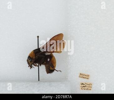 Willis, Montgomery, Texas, United States, Bombus (Fervidobombus ...