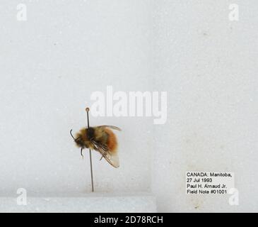 Manitoba, Canada, Bombus sp., Animalia, Arthropoda, Insecta ...