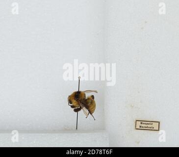 Bitola, Macedonia, Bombus (Thoracobombus) zonatus Smith, Animalia ...