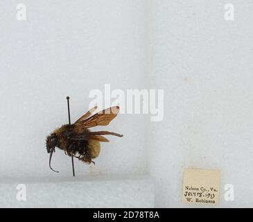Nelson, Virginia, United States, Bombus (Fervidobombus) pensylvanicus ...