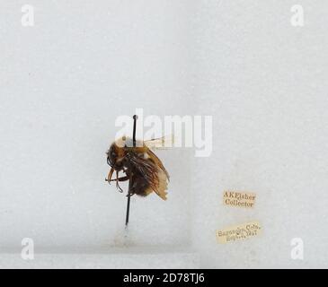 Saguache, Colorado, United States, Bombus sp., Animalia, Arthropoda ...