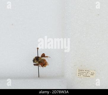 Middle River, Victoria, Nova Scotia, Canada, Bombus (Bombus) terricola ...